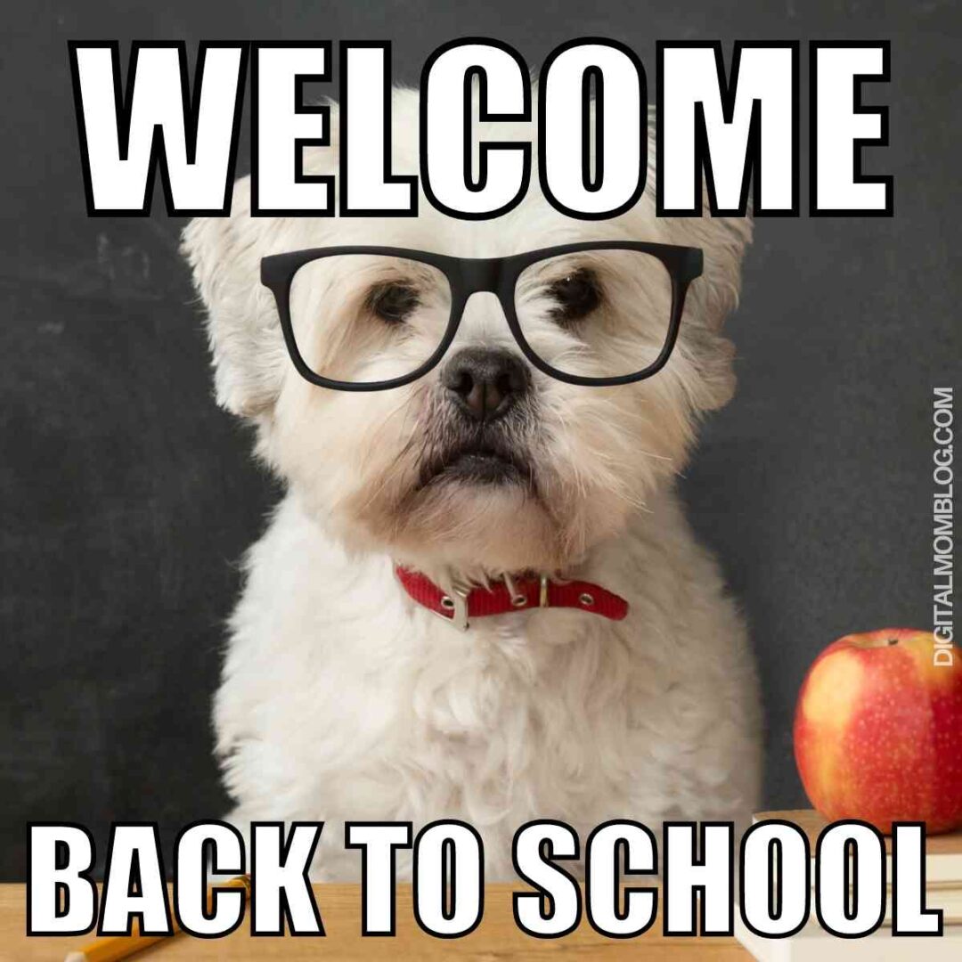 Funny Back To School Memes For Teachers And Students