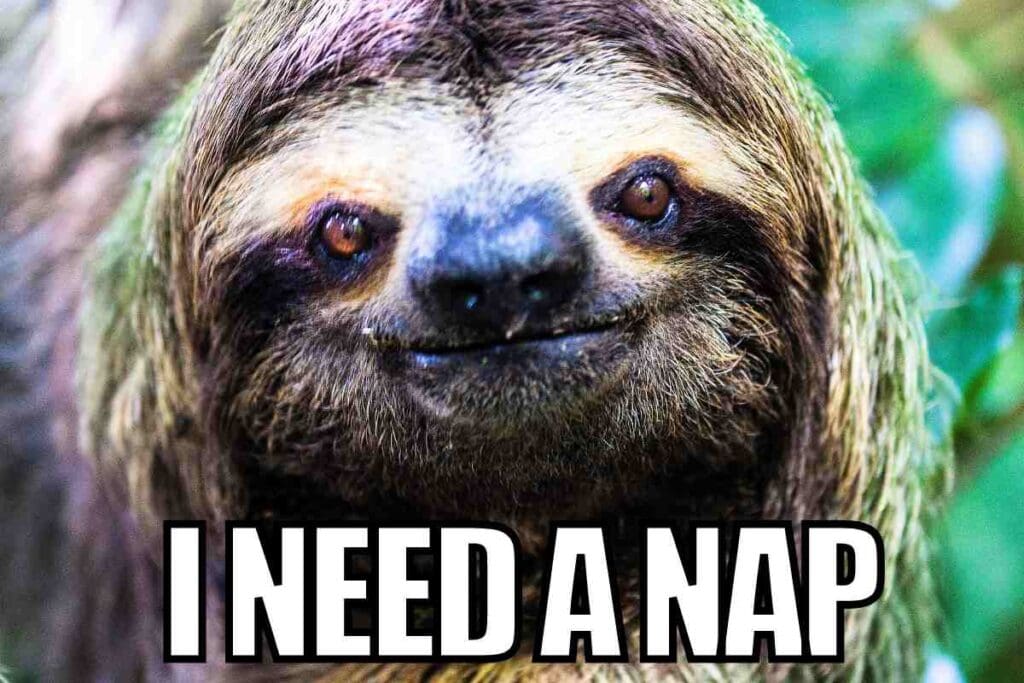 40 Best Nap Memes About Those Mid Day Sleeps